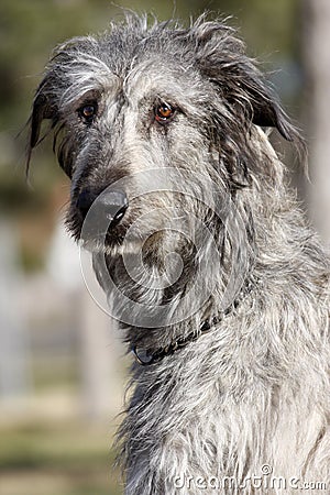 Irish Wolfhound Portrait Stock Images - Image: 26726334