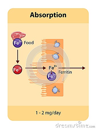 Iron Absorption Occurs Primarily In The Duodenum Where Dietary Iron ...