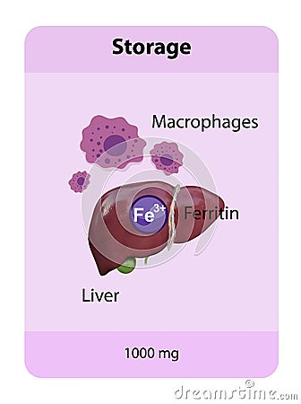 Iron Distribution In The Body, Iron Storage, Macrophages, Iron Penos ...