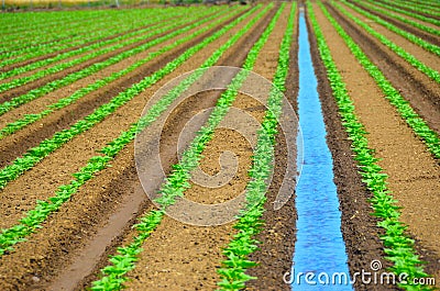 Irrigating Field Of Crops Royalty Free Stock Images - Image: 24938799