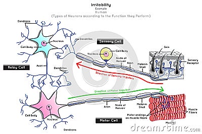 Irritability In Human Infographic Diagram Neuron Types Function Sensory ...
