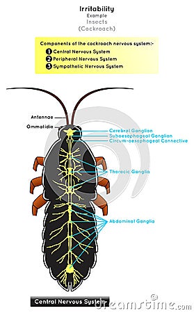 Irritability In Insects Infographic Diagram With Example Of Cockroach ...