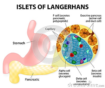 Islets Of Langerhans Cartoon Vector | CartoonDealer.com #39677481