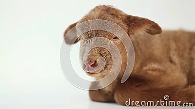Isolated baby lamb lying stock video. Video of lying - 50175379