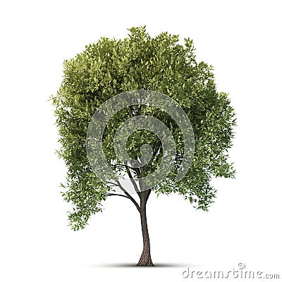 Isolated Tree. Royalty Free Stock Photography - Image: 23363667