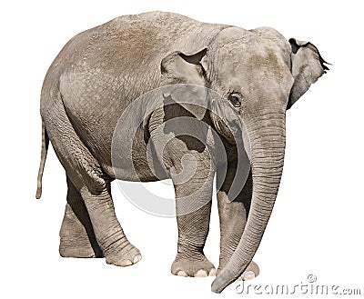Isolated On White Elephant Royalty Free Stock Photography - Image: 15266497