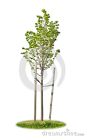Isolated Young Linden Tree Royalty Free Stock Image - Image: 14704186