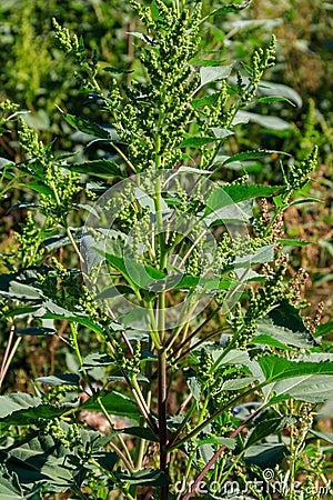 Iva Xanthiifolia Plants Cyclachaena Xanthiifolia, Giant Sumpweed ...
