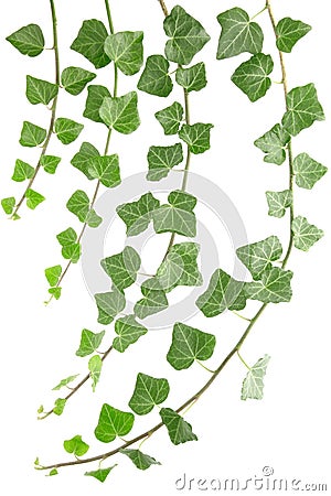 Ivy Royalty Free Stock Photos - Image: 17804398