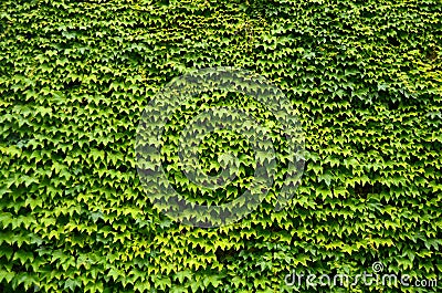 Ivy Background Royalty Free Stock Images - Image: 25918449