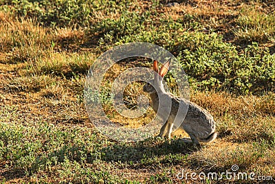 Jack rabbit Images - Search Images on Everypixel