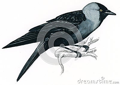 Jackdaw On A Branch (Corvus Monedula) Royalty-Free Illustration ...