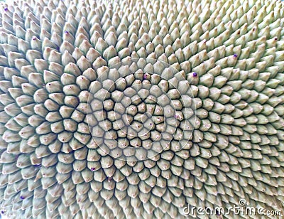 Jackfruit, A Rough Fruit With Spikes With Jackfruit Patterns Texture ...
