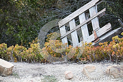 Jade Plants And Broken Gate Stock Photography | CartoonDealer.com #63134288