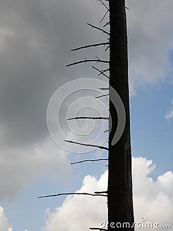 Jagged Pine Tree Trunk Silhouette Stock Photography | CartoonDealer.com ...