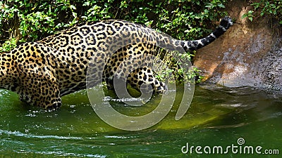 Jaguar playing in pond stock video. Video of water, outdoors - 123629289
