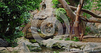 Jaguar Prowling and Walking in Jungle Stock Video - Video of mammal ...