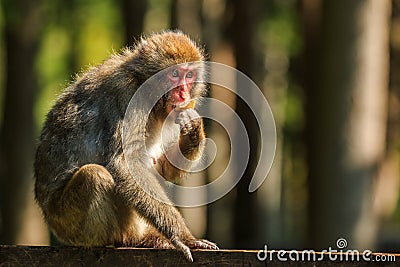 Japanese Makak Monkey Royalty-Free Stock Photo | CartoonDealer.com ...