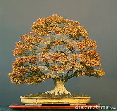 Japanese Maple Bonsai Royalty Free Stock Photography - Image: 1393267