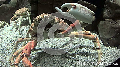 De Japanse Spinkrab is De Grootste Het Leven Krabspecies Stock Footage ...