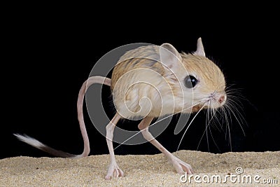 Jerboa Royalty Free Stock Photo - Image: 24792935