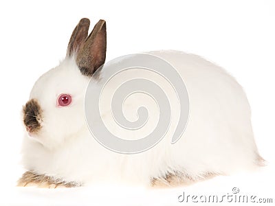 2,095 Rabbit Back Photos - Free & Royalty-Free Stock Photos from Dreamstime