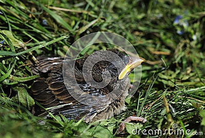 Jonge Mus Royalty-vrije Stock Fotografie - Afbeelding: 5117507