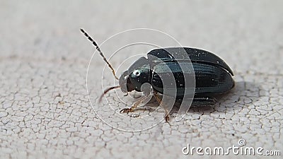 Jumping Bug Cleaning Its Legs and Antennas Stock Video - Video of ...