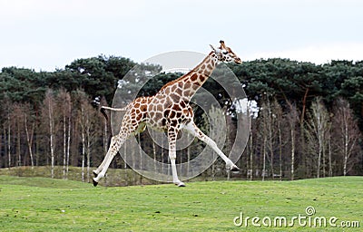 Jumping Giraffe Stock Image - Image: 32380031