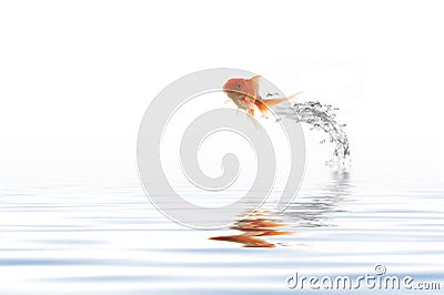 Jumping golden fish I stock image. Image of fish, gold - 3565929