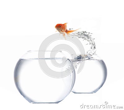 Jumping golden fish I stock image. Image of fish, gold - 3565929