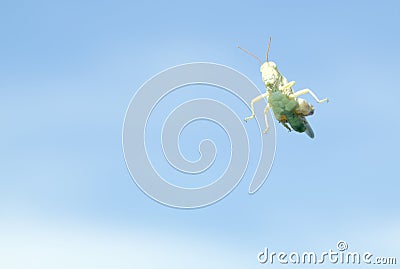 Jumping Grasshopper Stock Photography - Image: 15004262