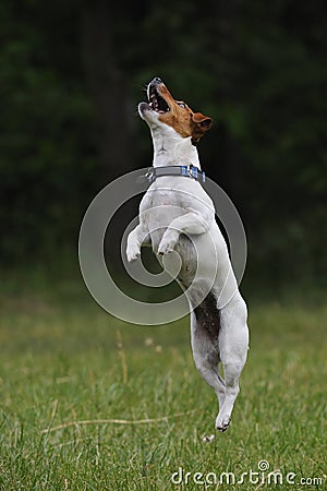 Jumping Jack Russell Terrier Dog Stock Photos - Image: 25112073