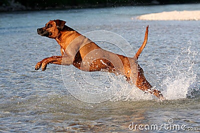 Jumping Rhodesian Ridgeback Royalty-Free Stock Image | CartoonDealer ...