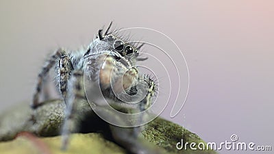 Jumping Spider Phidippus Regius Front View, the Spider is Resting ...