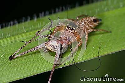 Jumping Spider With Prey - A Cricket Royalty Free Stock Image - Image ...