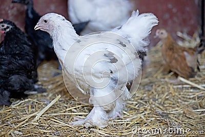 Junges Brahma Huhn Stockfoto - Bild: 73749266