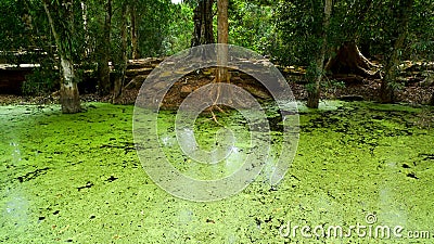 Jungle Swamp Stock Photography - Image: 23252552