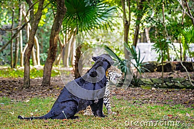 Jungles Of Mexico Stock Photo - Image: 56669184