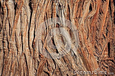 Juniper Bark Royalty Free Stock Photo - Image: 18088815