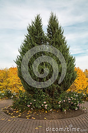 Juniper Pyramidal On The Background Of Yellow Golden Trees In The Rays ...