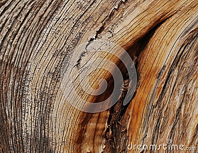 Juniper Wood Texture Stock Photography - Image: 8731972