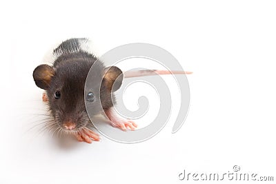 Juvenile Dumbo Fancy Rat Royalty Free Stock Photos - Image: 10176298