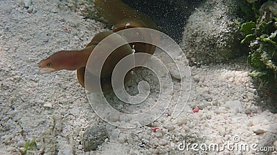 Juvenile Moray Eels Fighting Stock Video - Video of nature, activity ...