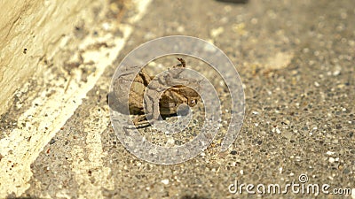 4k, Close-up. a Cicada Larva Crawling Along the Asphalt. Stock Video ...