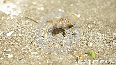 4k, Close-up. a Cicada Larva Crawling Along the Asphalt. Stock Video ...