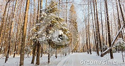 Cinemagraph, 4k, Falling Snow in the Winter Forest, Loop Stock Footage ...