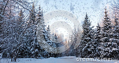 Cinemagraph, 4k, Falling Snow in the Winter Forest, Loop Stock Footage ...