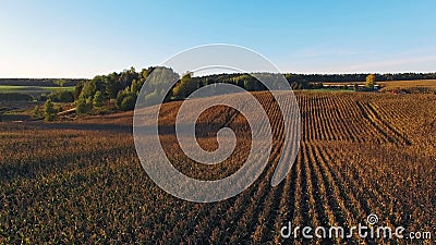 4K. Flight Above Corn Field at Golden Sunset, Aerial View. Stock ...