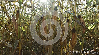 4K. Inside the Ripe Corn Field, Which Ready for Harvesting Stock Video ...